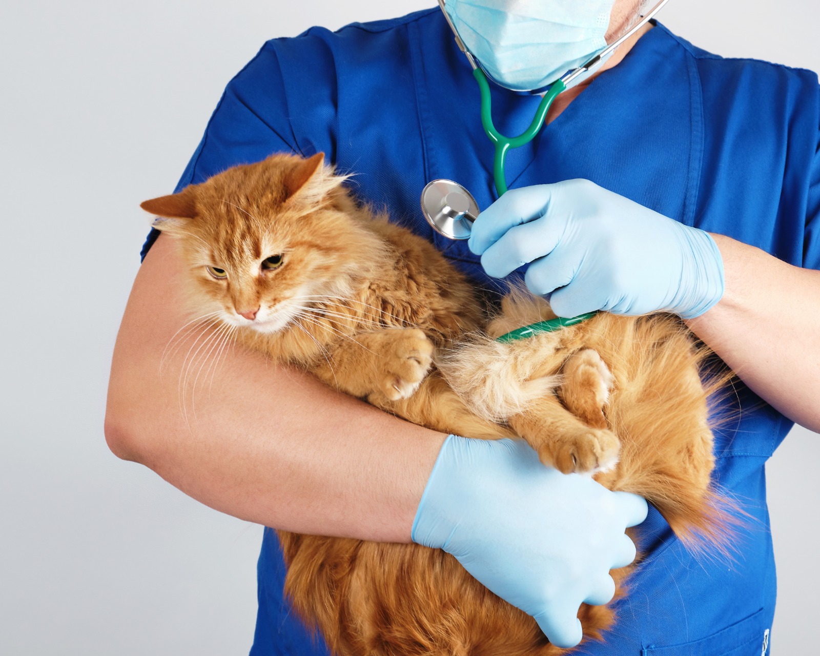 A Detailed Analysis Of The Animal Healthcare Market FMR Global Health